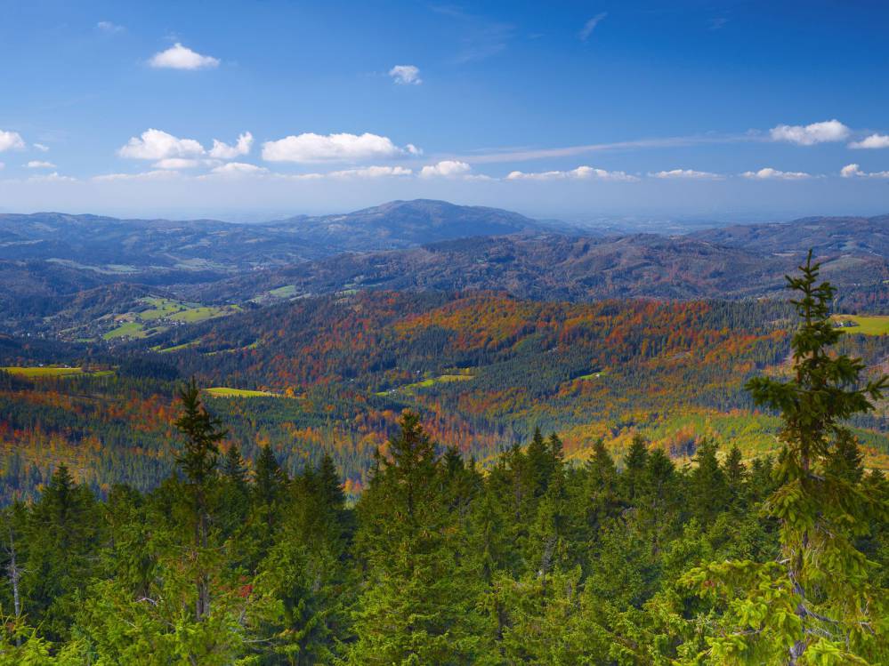 Rezerwat Barania Góra - Beskidy i Śląsk Cieszyński Rezerwat Barania Góra - Beskidy i Śląsk Cieszyński